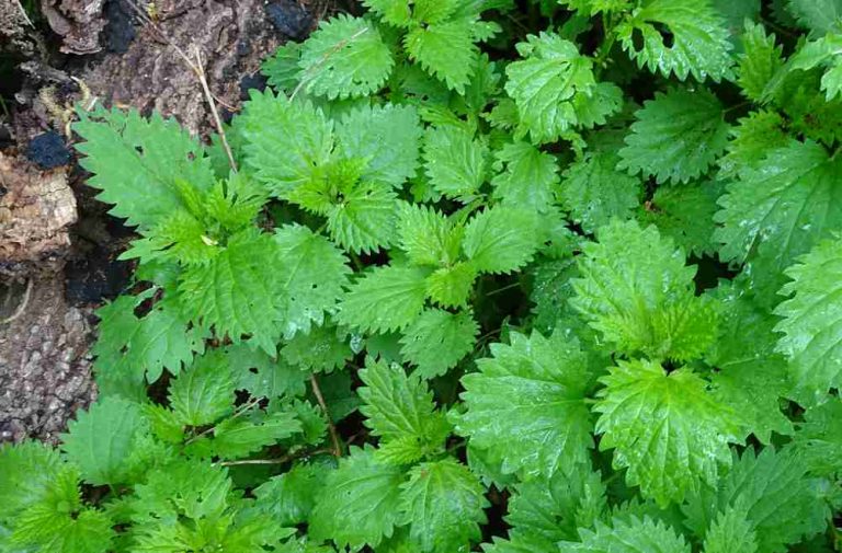 Featured plant: Stinging nettle - Comox Valley NatureComox Valley Nature