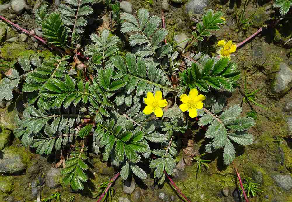 K'omoks estuary in bloom - Comox Valley NatureComox Valley Nature