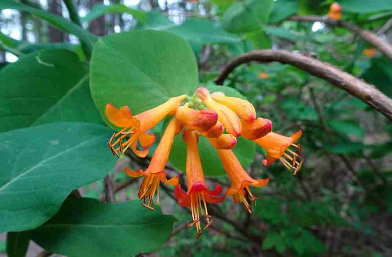 Featured plant: Honeysuckles - Comox Valley NatureComox Valley Nature