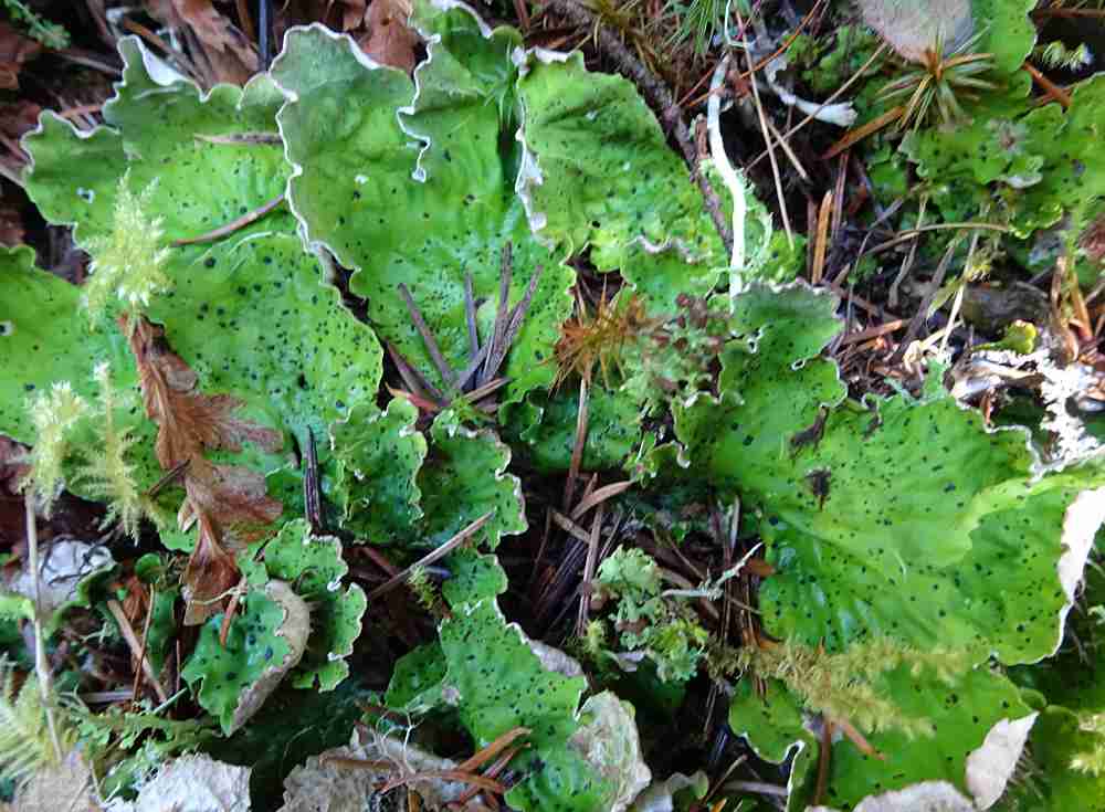 Lichen project for Strathcona Park - Comox Valley NatureComox Valley Nature