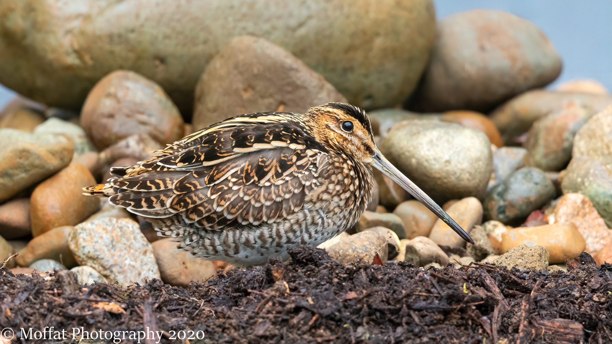 Bird sighting - Wilson's Snipe - Comox Valley NatureComox Valley Nature