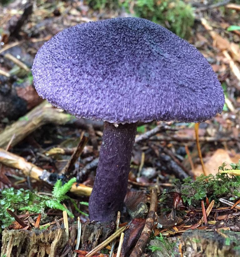 Colourful Cortinarius - Comox Valley NatureComox Valley Nature