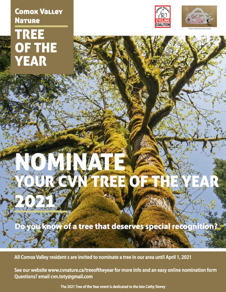 Nominate a tree for the 2021 CVN Tree of the Year - Comox Valley ...