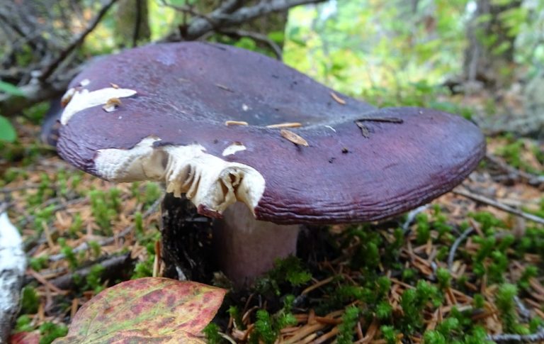 Comox Valley Nature | to know nature and keep it worth knowing