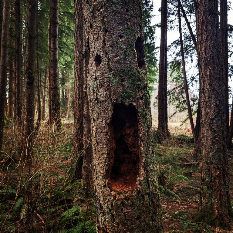 Comox Valley Nature | to know nature and keep it worth knowing