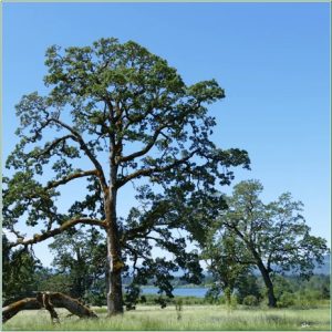 Comox Valley Nature - to know nature and keep it worth knowingComox ...