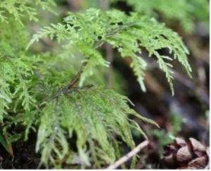 Life Cycle of Mosses - Comox Valley NatureComox Valley Nature