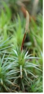 Life Cycle of Mosses - Comox Valley NatureComox Valley Nature