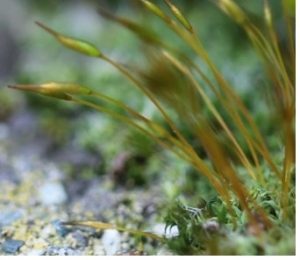 Life Cycle of Mosses - Comox Valley NatureComox Valley Nature