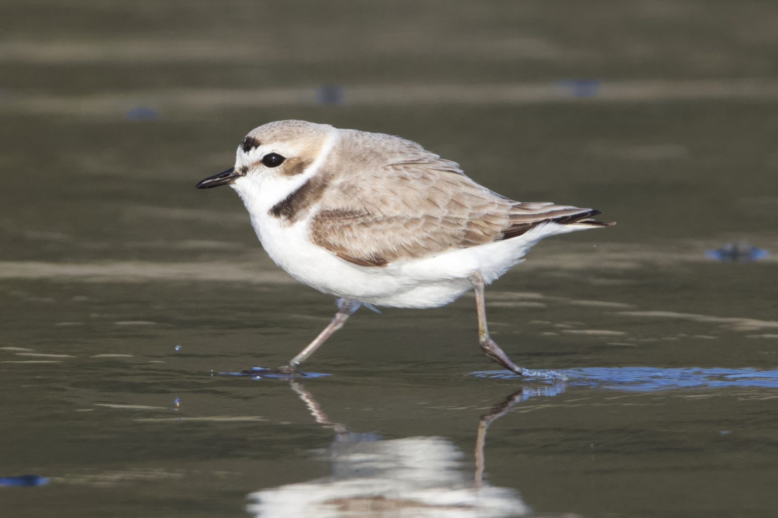 Comox Valley Nature - to know nature and keep it worth knowingComox ...