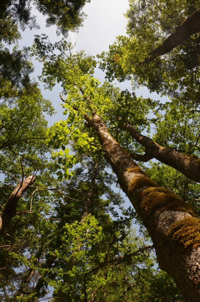 Don't Fear Your Trees - Comox Valley NatureComox Valley Nature